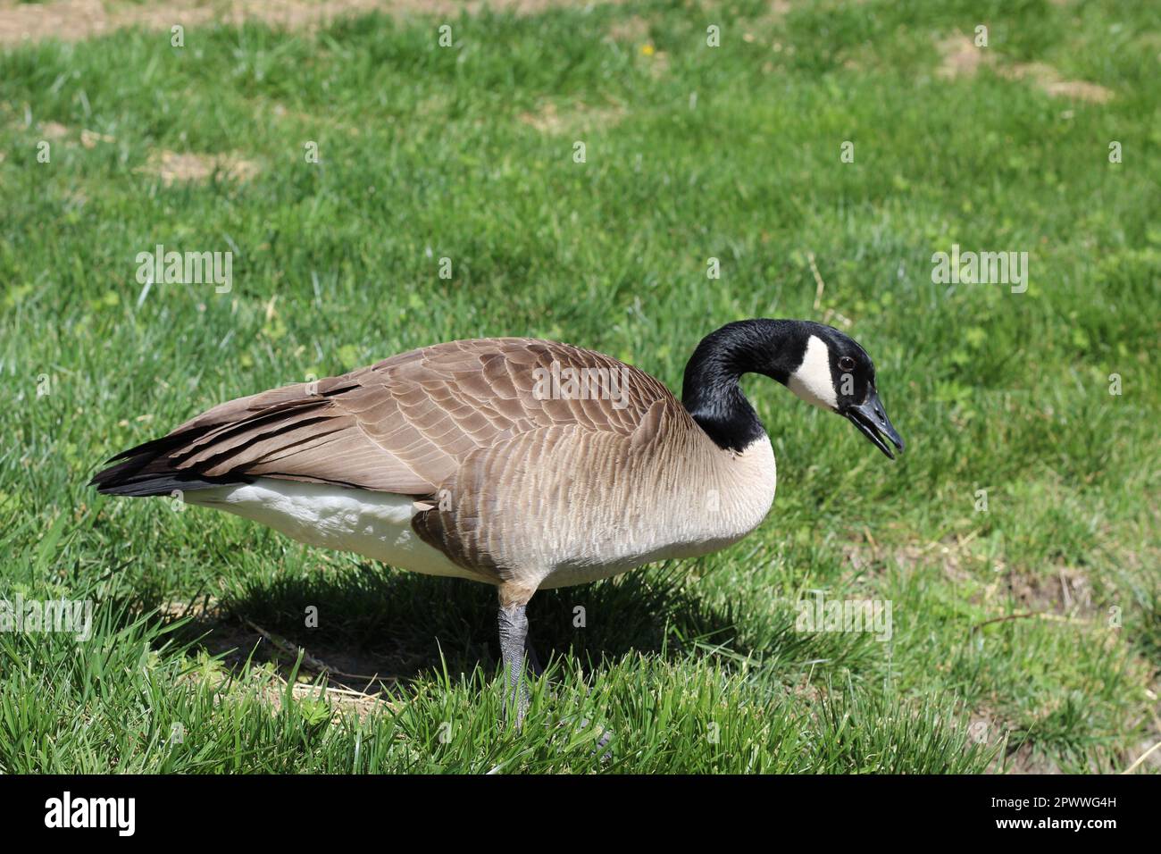 Federally protected wildlife hi-res stock photography and images - Alamy