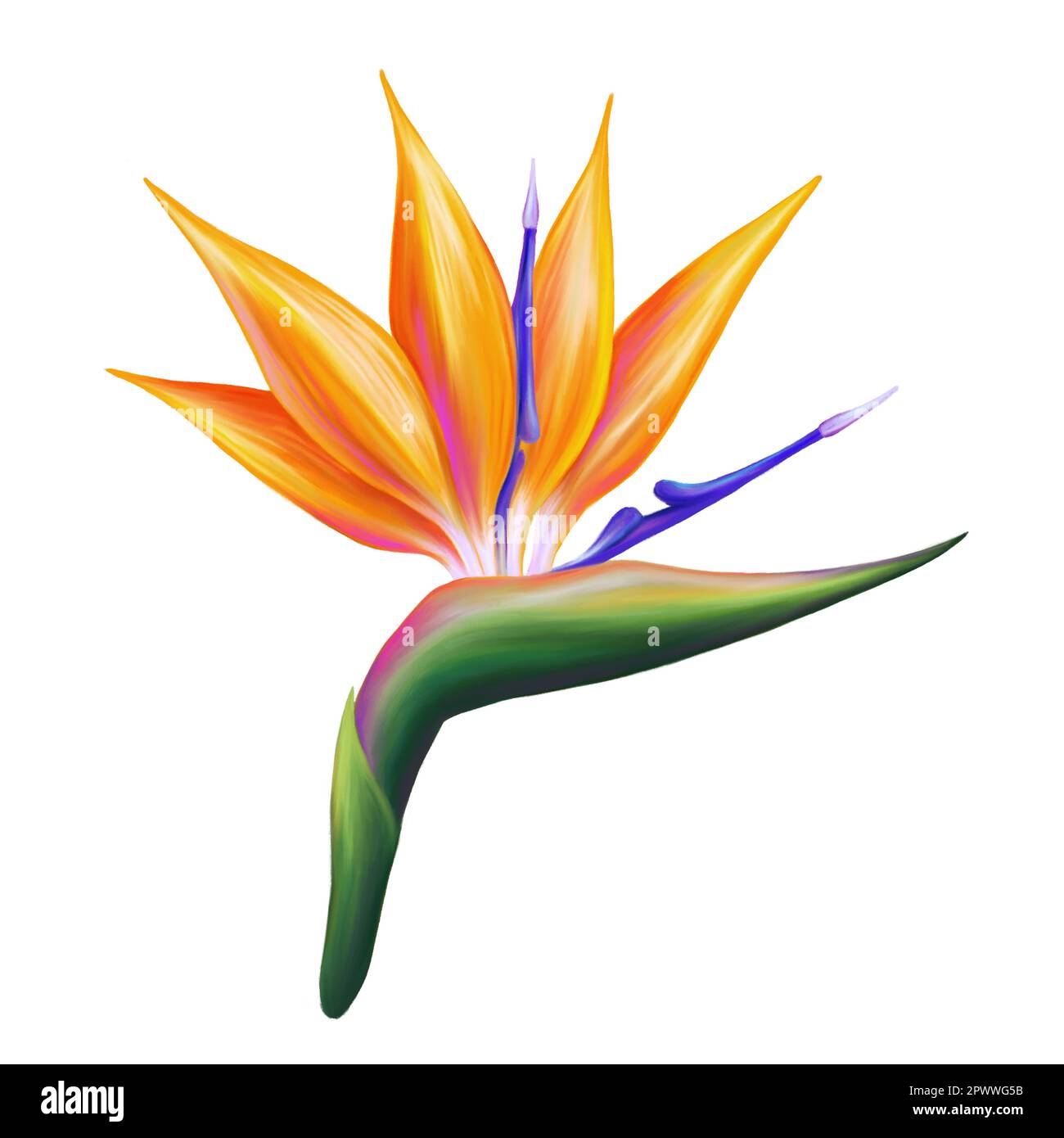 Strelitzia. Beautiful orange colorful tropic flower. Hand drawn ...