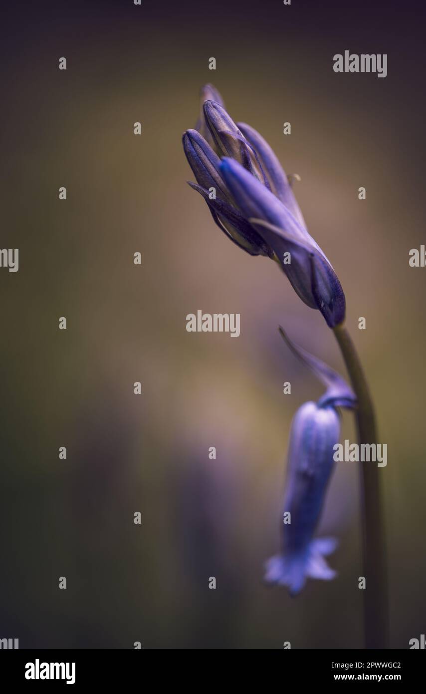 Purple bluebell flowers in a magical, ethereal woodland setting using a ...
