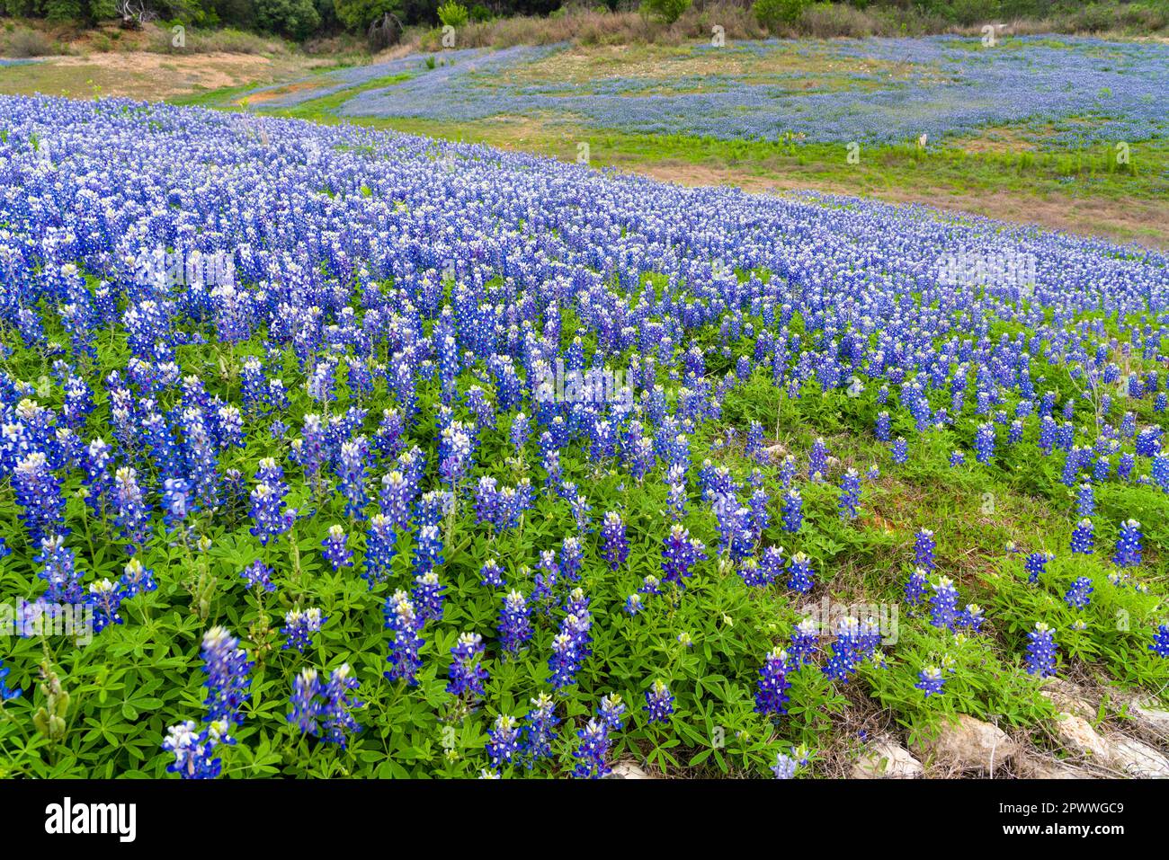Bluebonnet (Lupines) in Muleshoe Bend Recreation Area, Spicewood, Texas ...