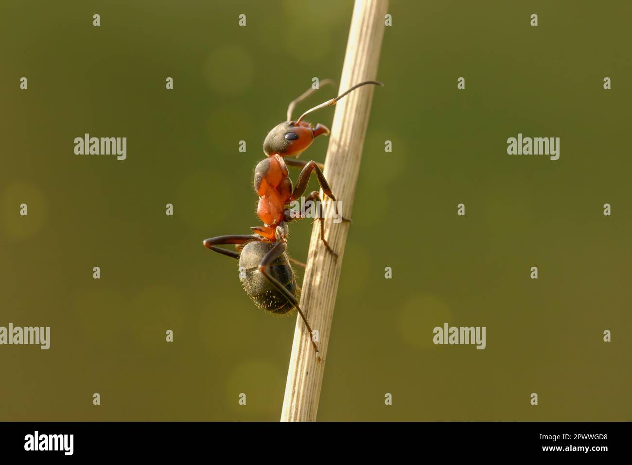 An ant climbs up and down a blade of grass next to an anthill Stock ...