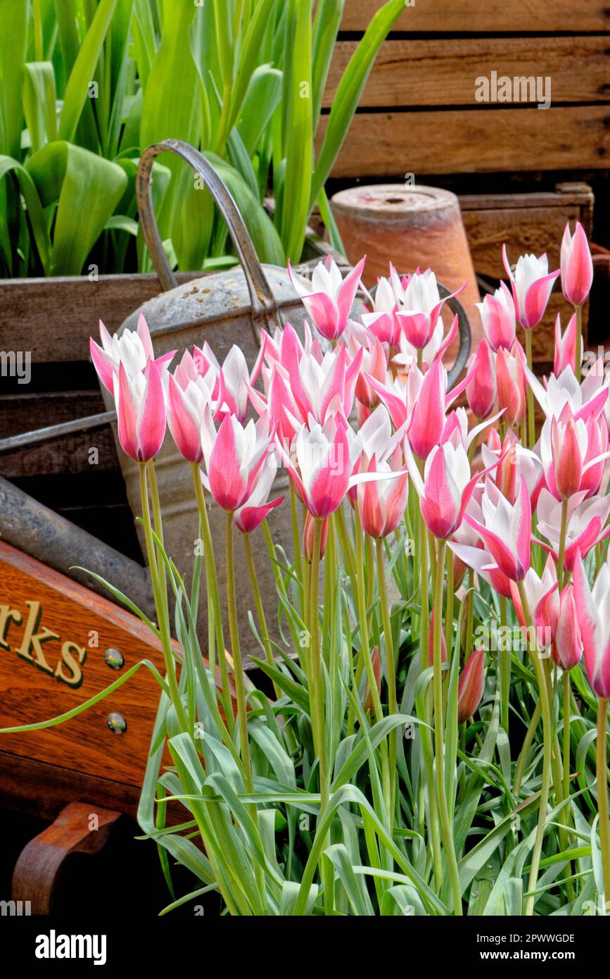 Spectacular display of garden decoration spring flowering tulips ...