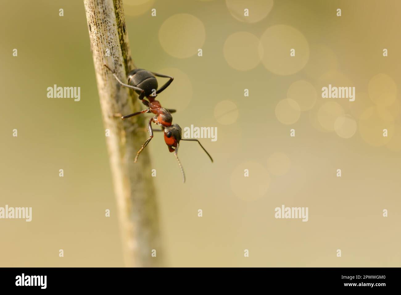An ant climbs up and down a blade of grass next to an anthill Stock ...