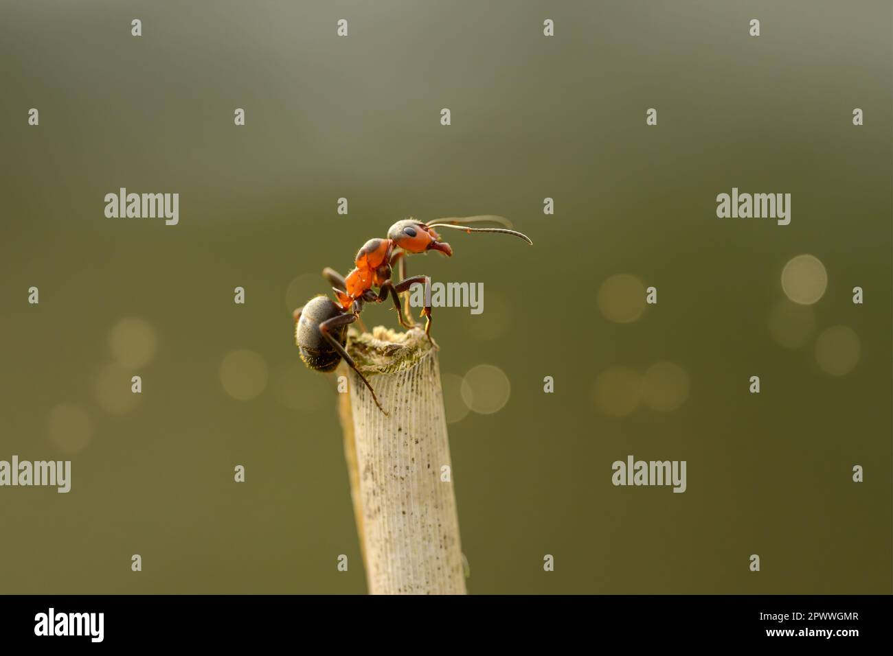 An ant climbs up and down a blade of grass next to an anthill Stock ...
