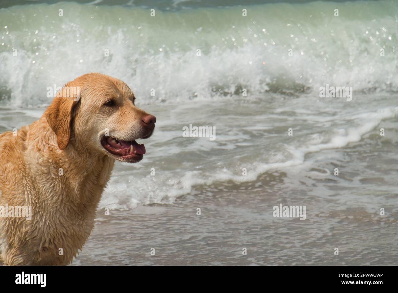 holiday: dogs playing sea Stock Photo - Alamy