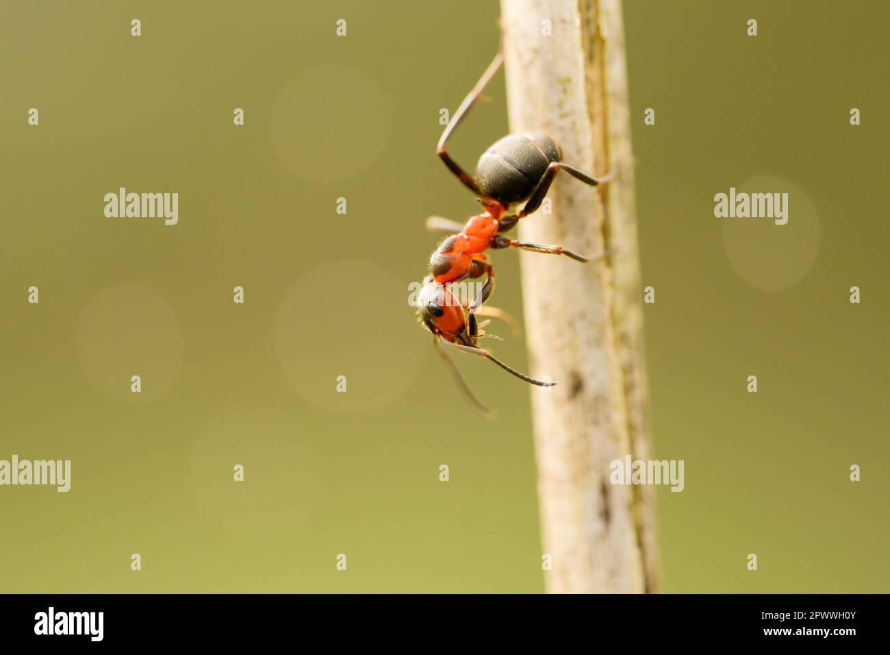 An ant climbs up and down a blade of grass next to an anthill Stock ...
