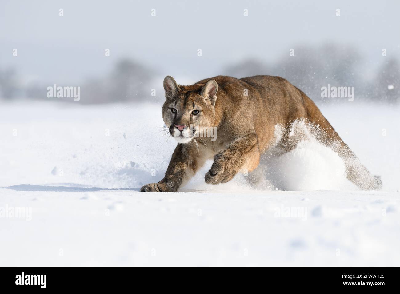 Cougars running around in snowy pasture Stock Photo - Alamy