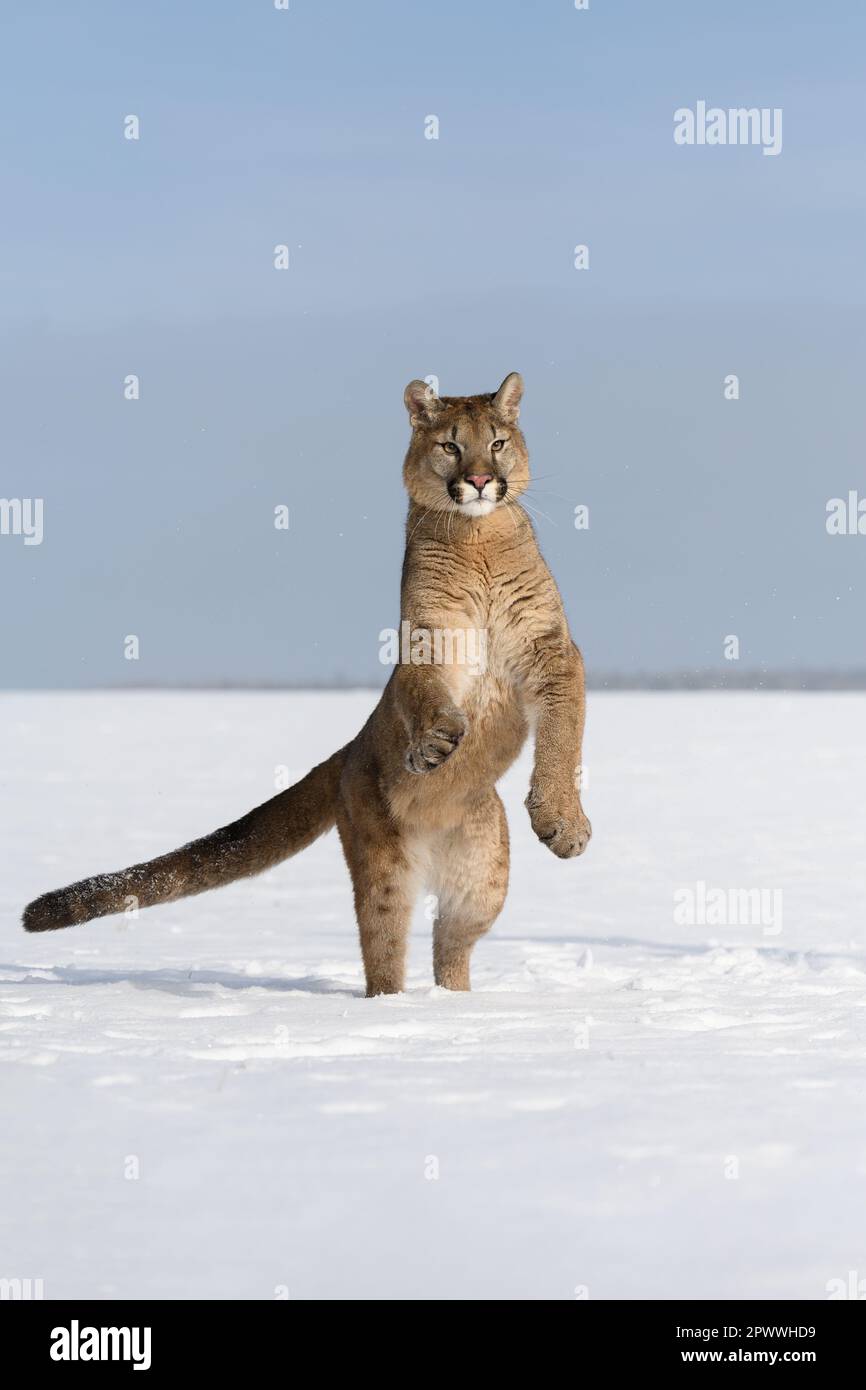 Cougar in autumn forest hi-res stock photography and images - Alamy