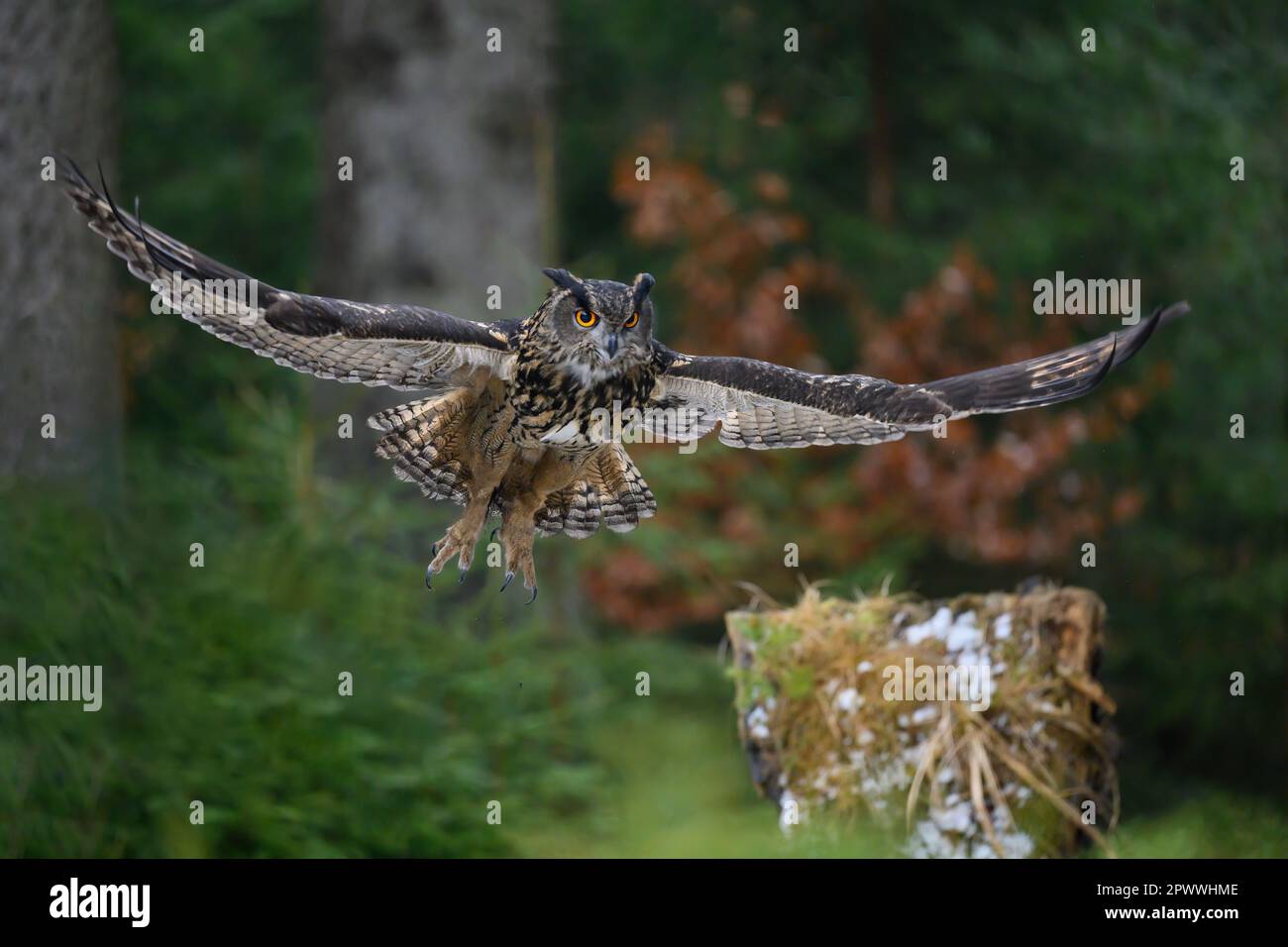 A great eagle owl lands on a tree stump in the forest Stock Photo - Alamy