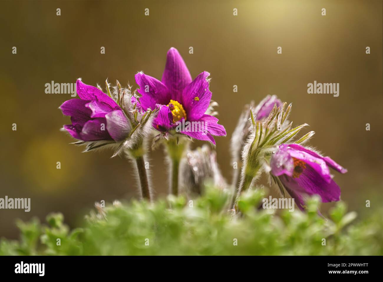 Large-flowered passerine growing in a meadow Stock Photo - Alamy