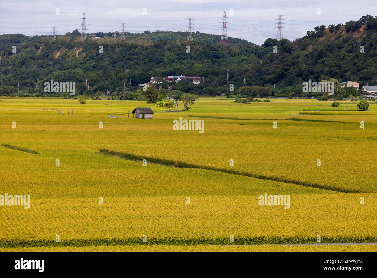 Taichung waipu rice paddy field hi-res stock photography and images - Alamy