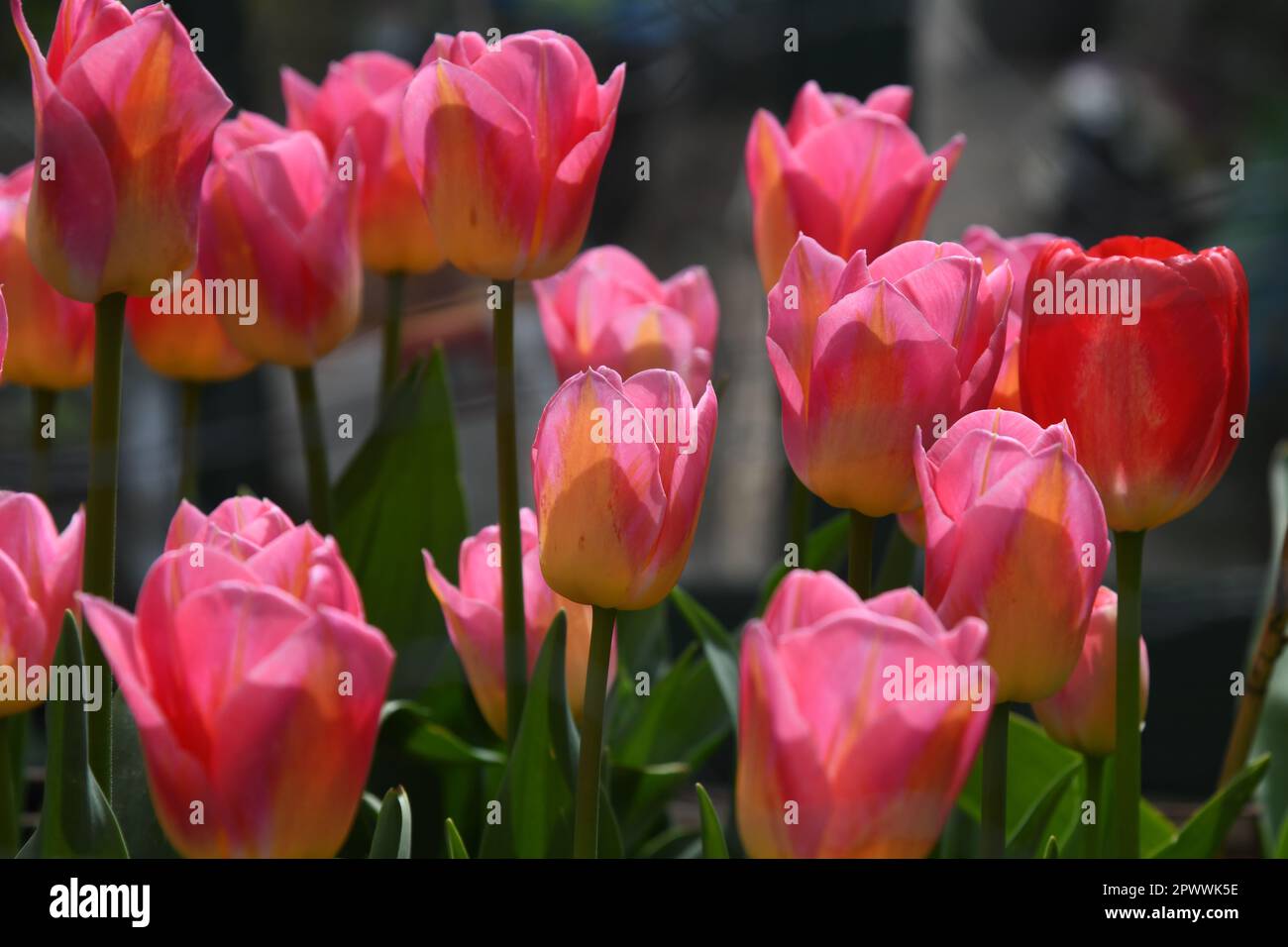 Cheerful coloured tulips hi-res stock photography and images - Alamy