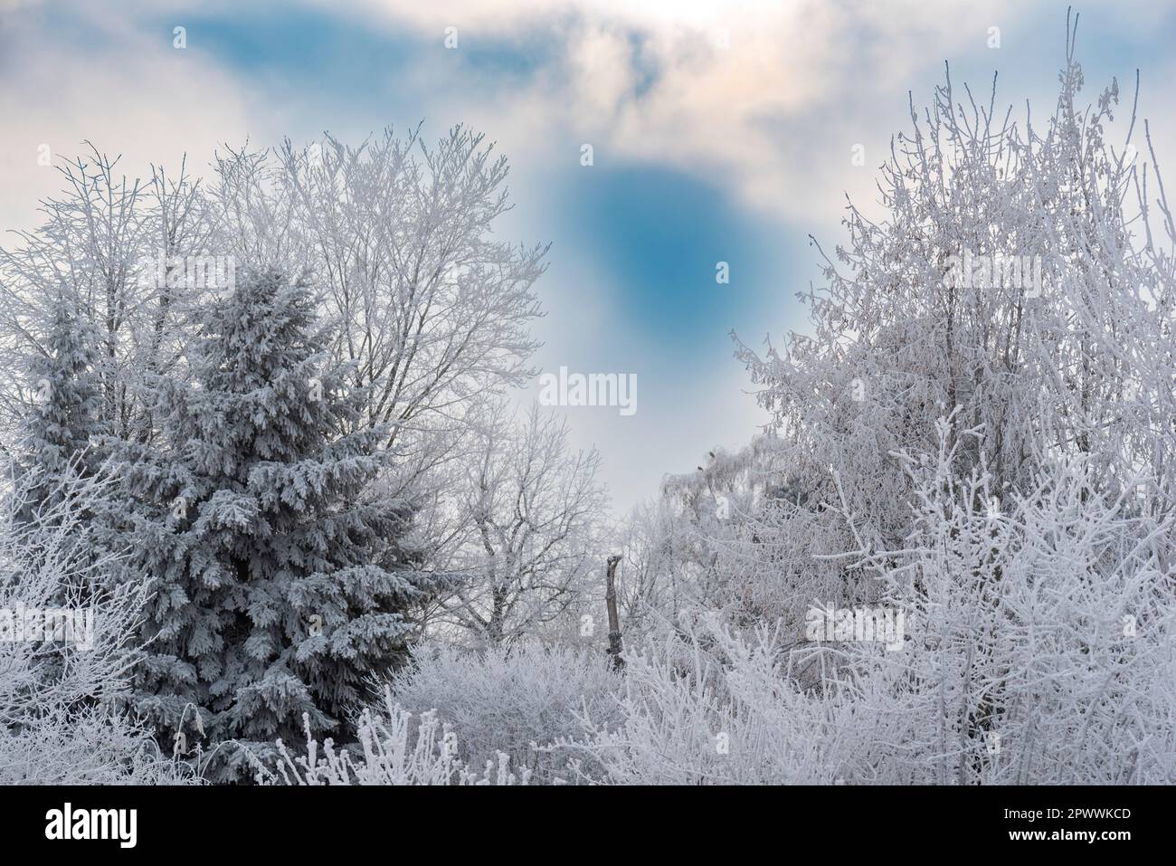 Snow-covered trees in winter with breaking clouds Stock Photo - Alamy