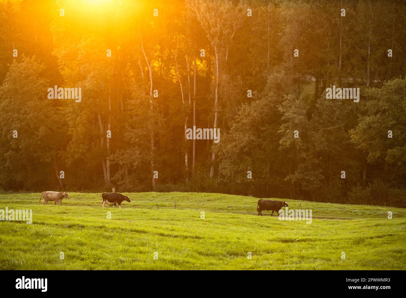 Cows going home from pasture at the close of the day - Regenerative ...