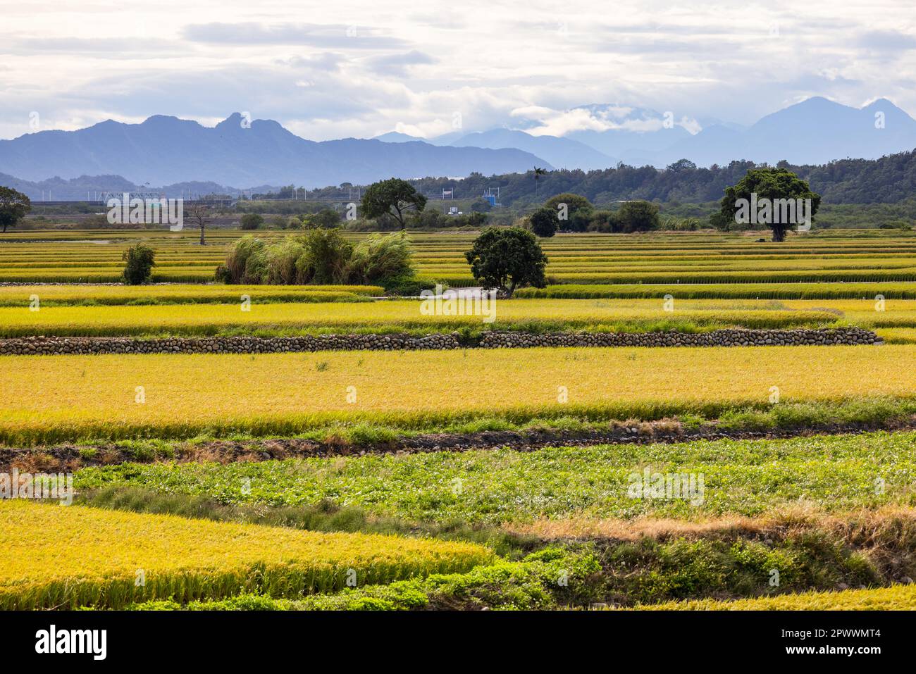 Ripe yellow rice field in Taiwan Stock Photo - Alamy