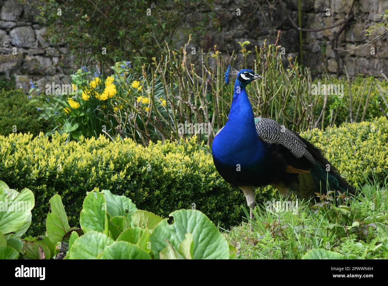 Peacock in the garden Stock Photo - Alamy