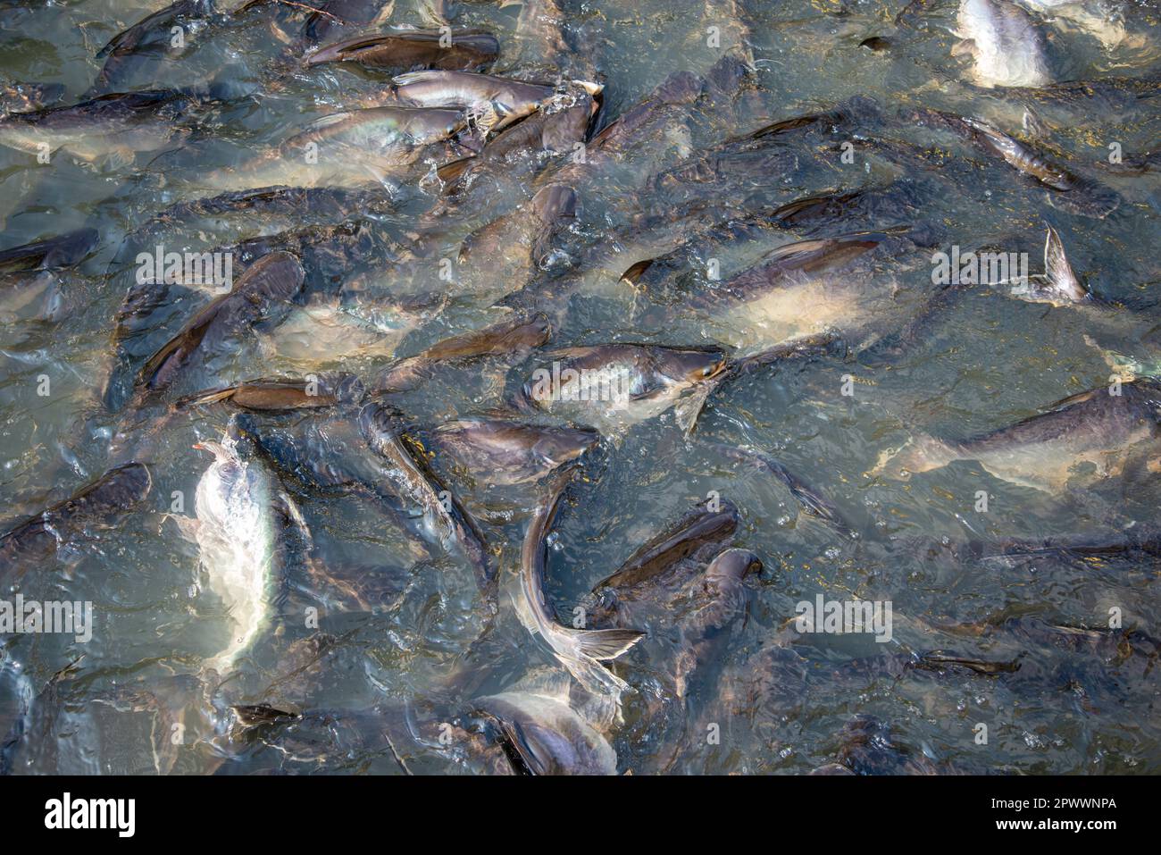 people feed Fish at the Klong at Wat Khun Chan in Thonburi in the city ...