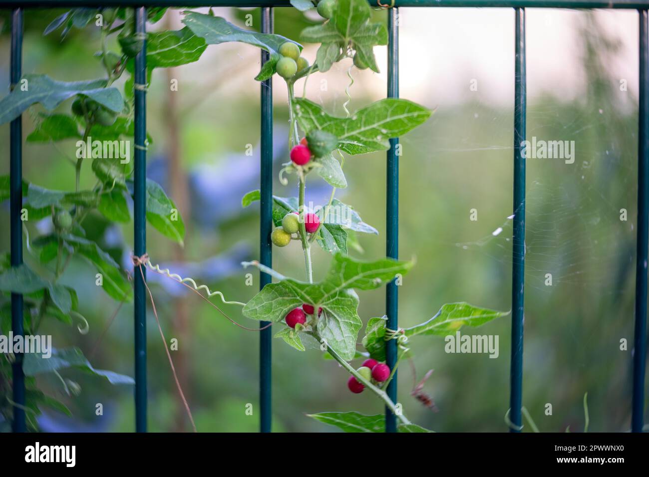 The toxic berries of red bryony. Art lens. Swirl bokeh. Focus on the ...