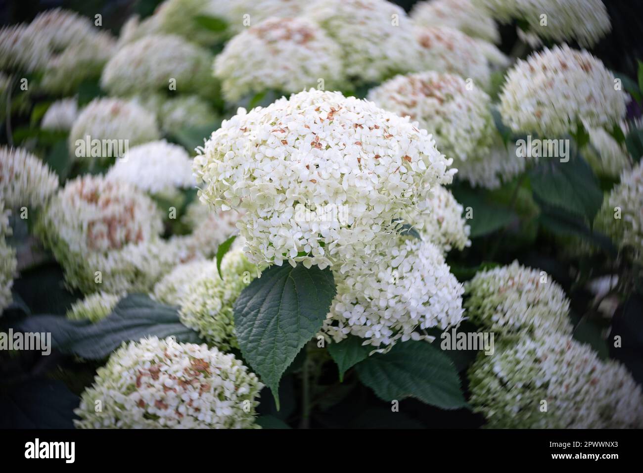 Flowers of Hydrangea arborescens. Close-up. Art lens. Swirl bokeh. Focus on the center Stock ...