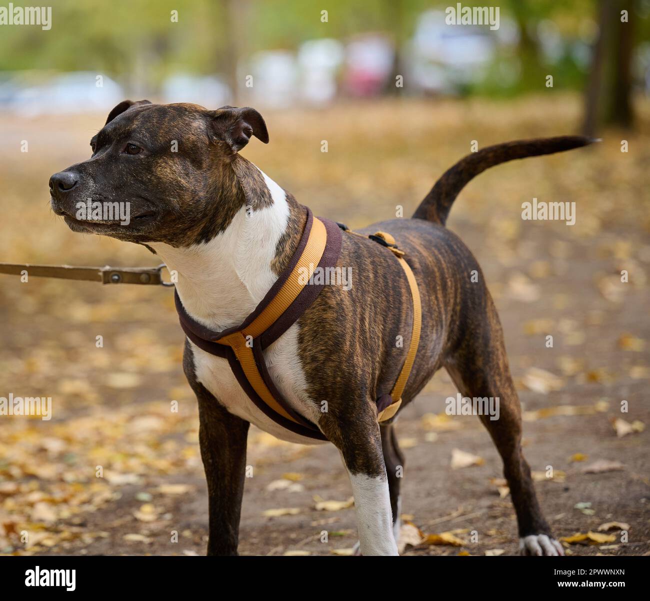Adult brown american pit bull terrier stands in an autumn park and ...