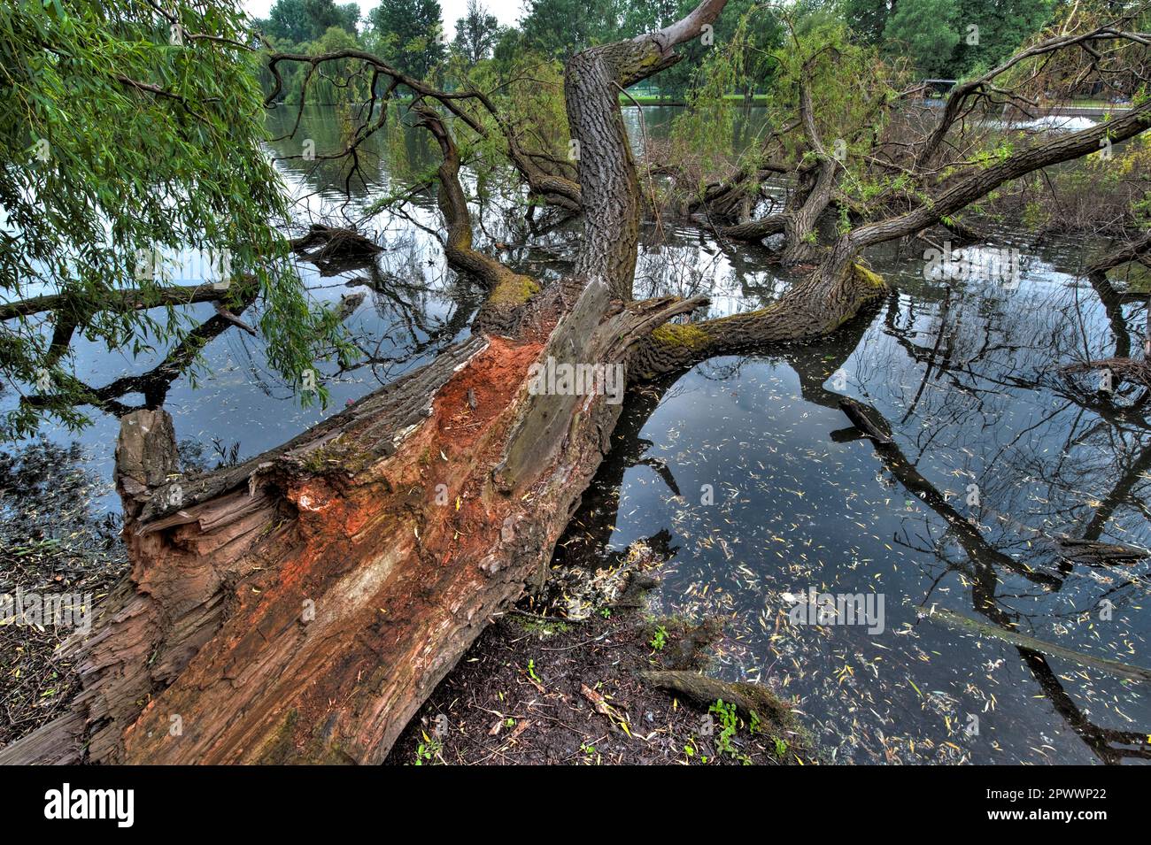 Untruffed hi-res stock photography and images - Alamy