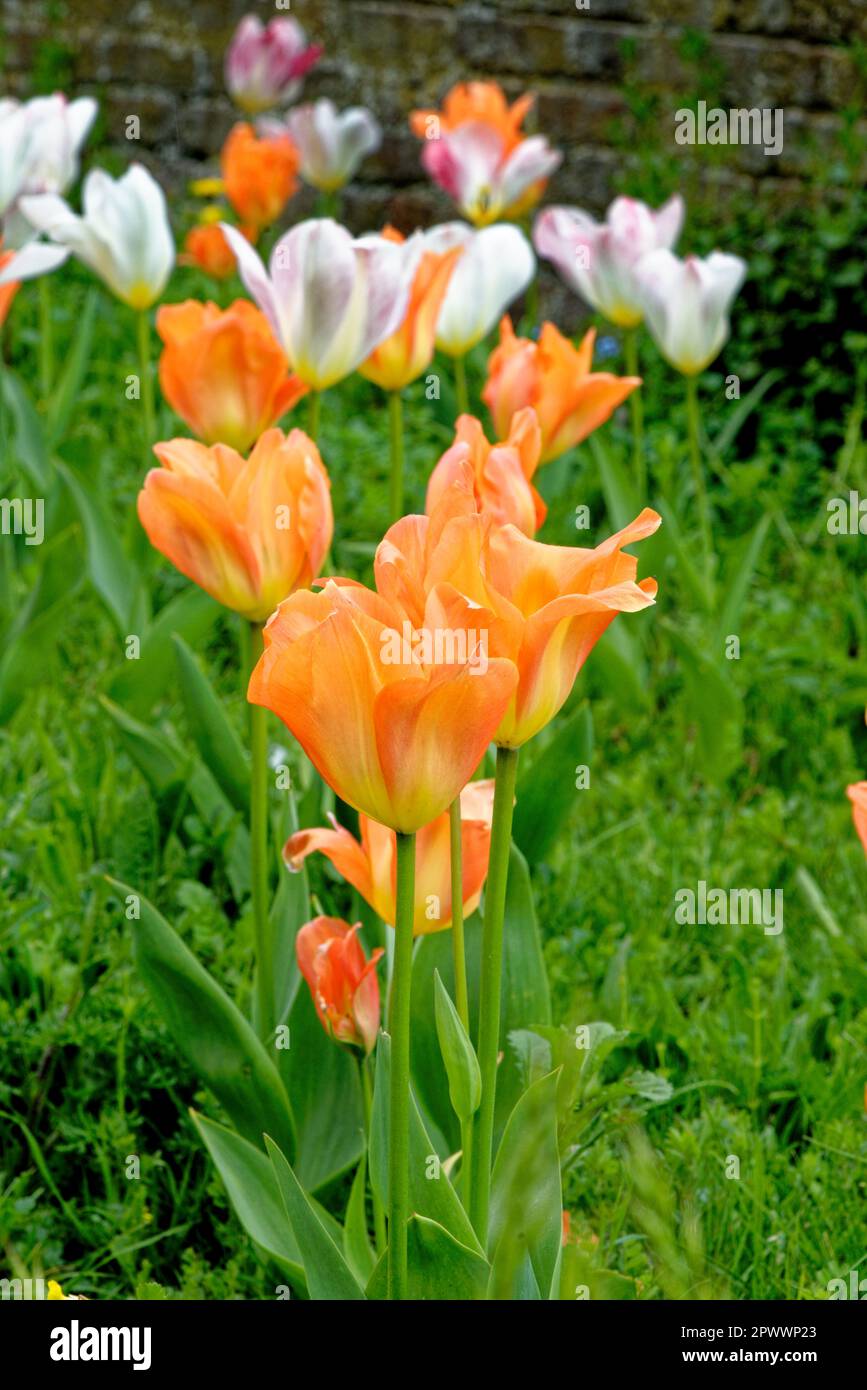 Spectacular display of spring flowering tulips - Colourful tulips in ...