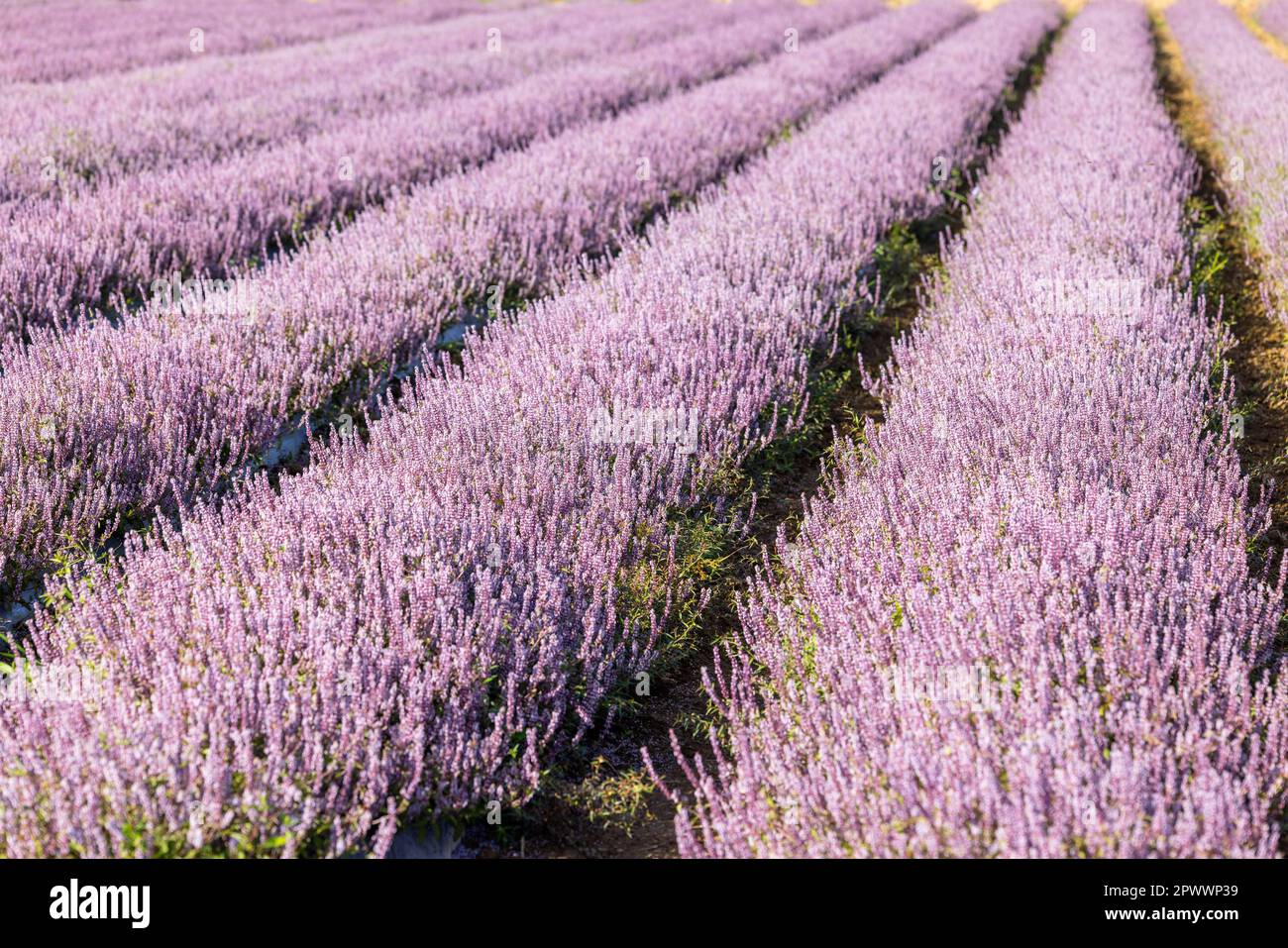 Chinese Mesona flower field in Taoyuan Yangmei District Stock Photo - Alamy
