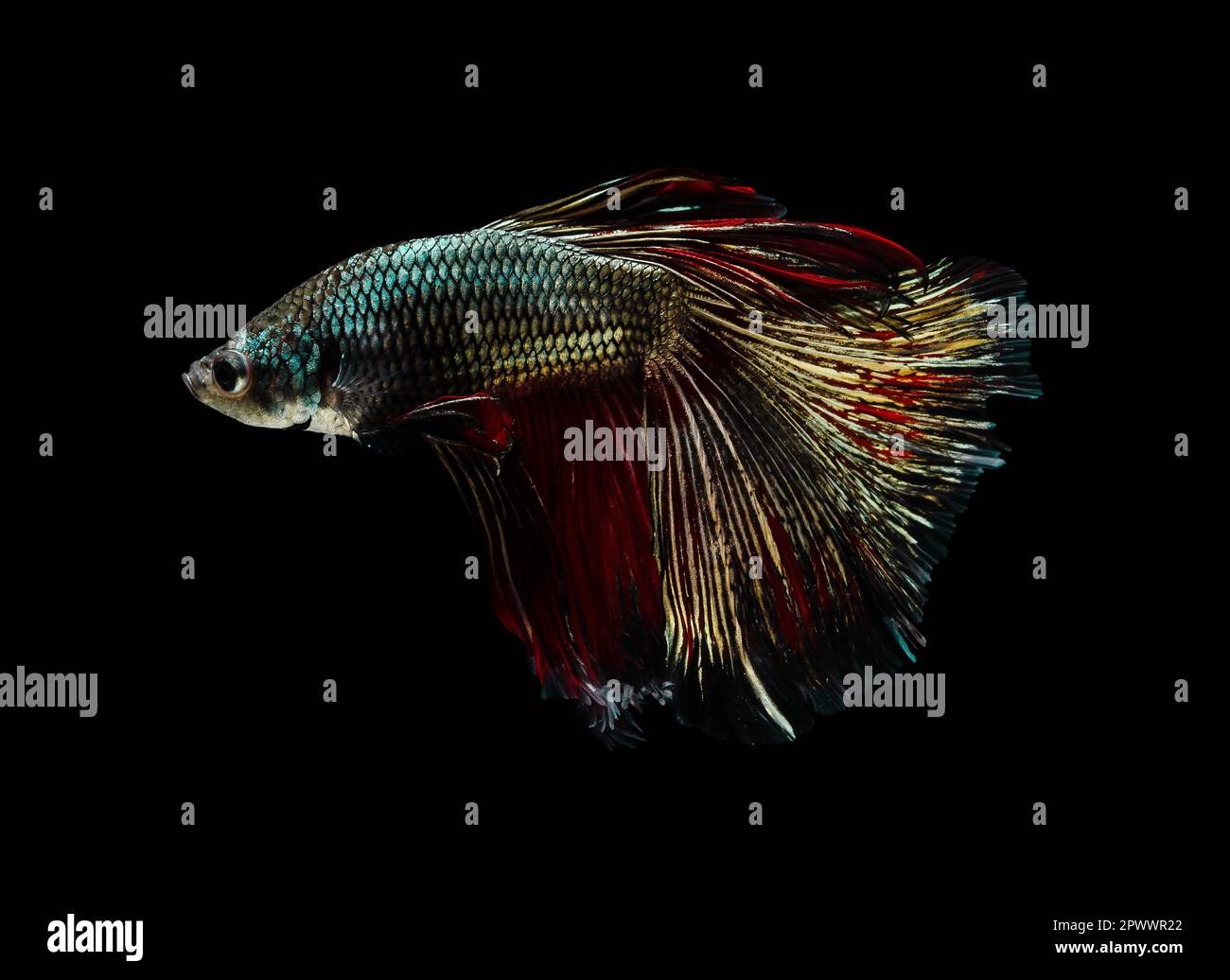 Siamese fighting fish or Betta splendens fish, popular aquarium fish in Thailand. Copper half ...