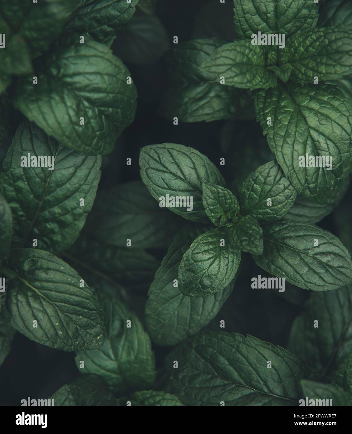 Green mint leaves pattern layout design. Ecology natural creative ...