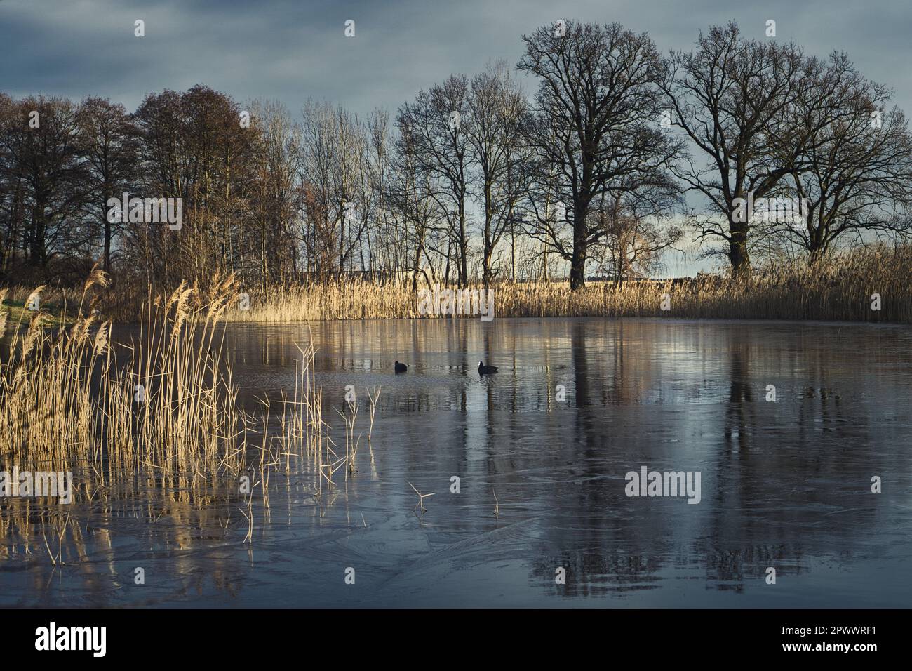 frosty lake with coot in the ice-free area. Trees on the edge and reeds ...
