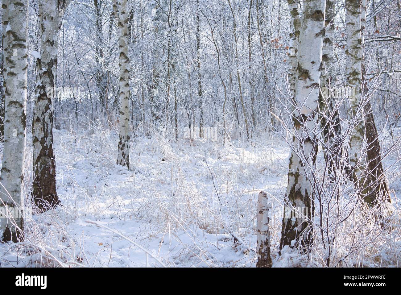 snowy birch forest on the outskirts of Berlin. Frost forms ice crystals ...
