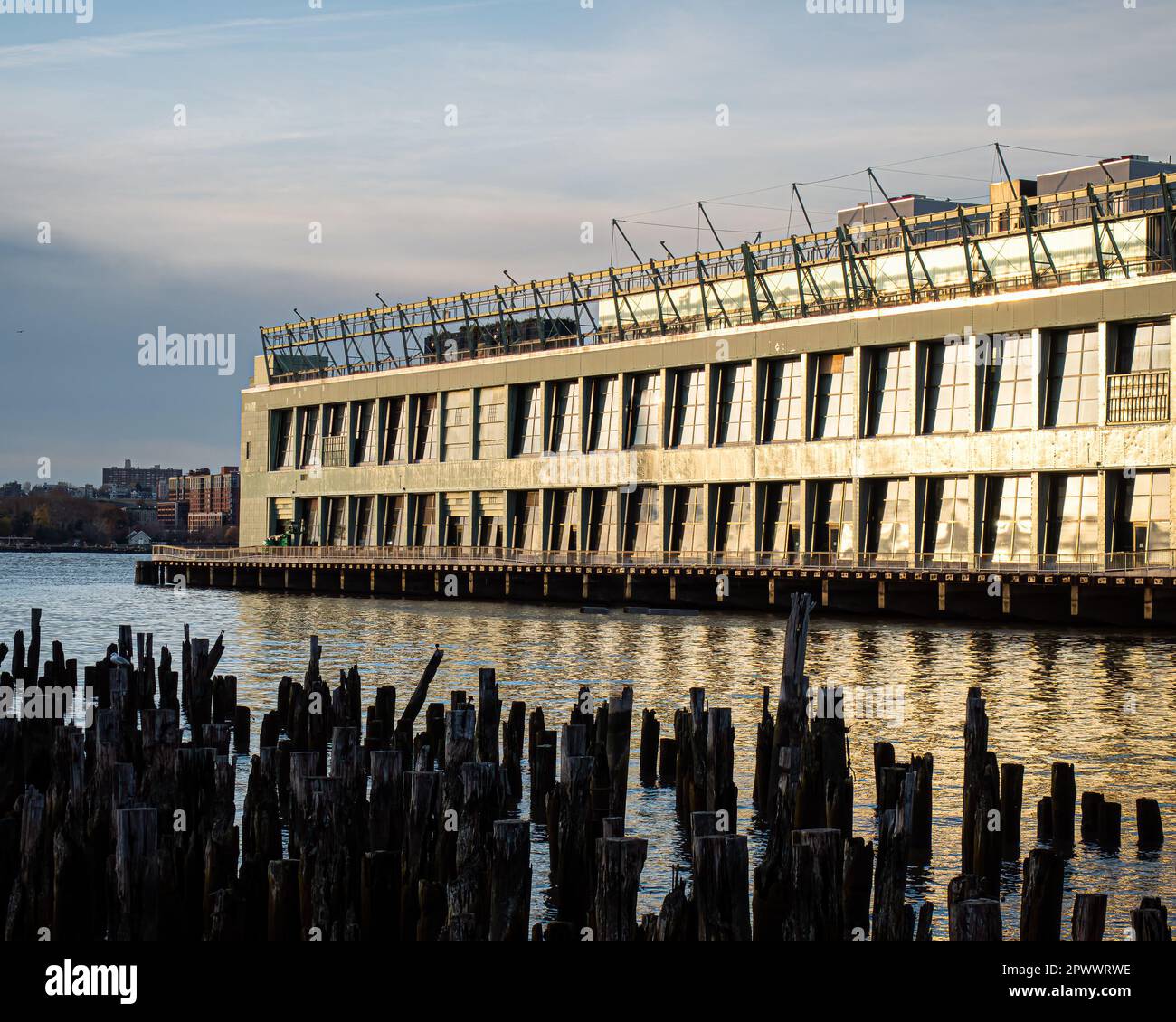 A swan stretches out its long neck to reach for food on shore Stock ...