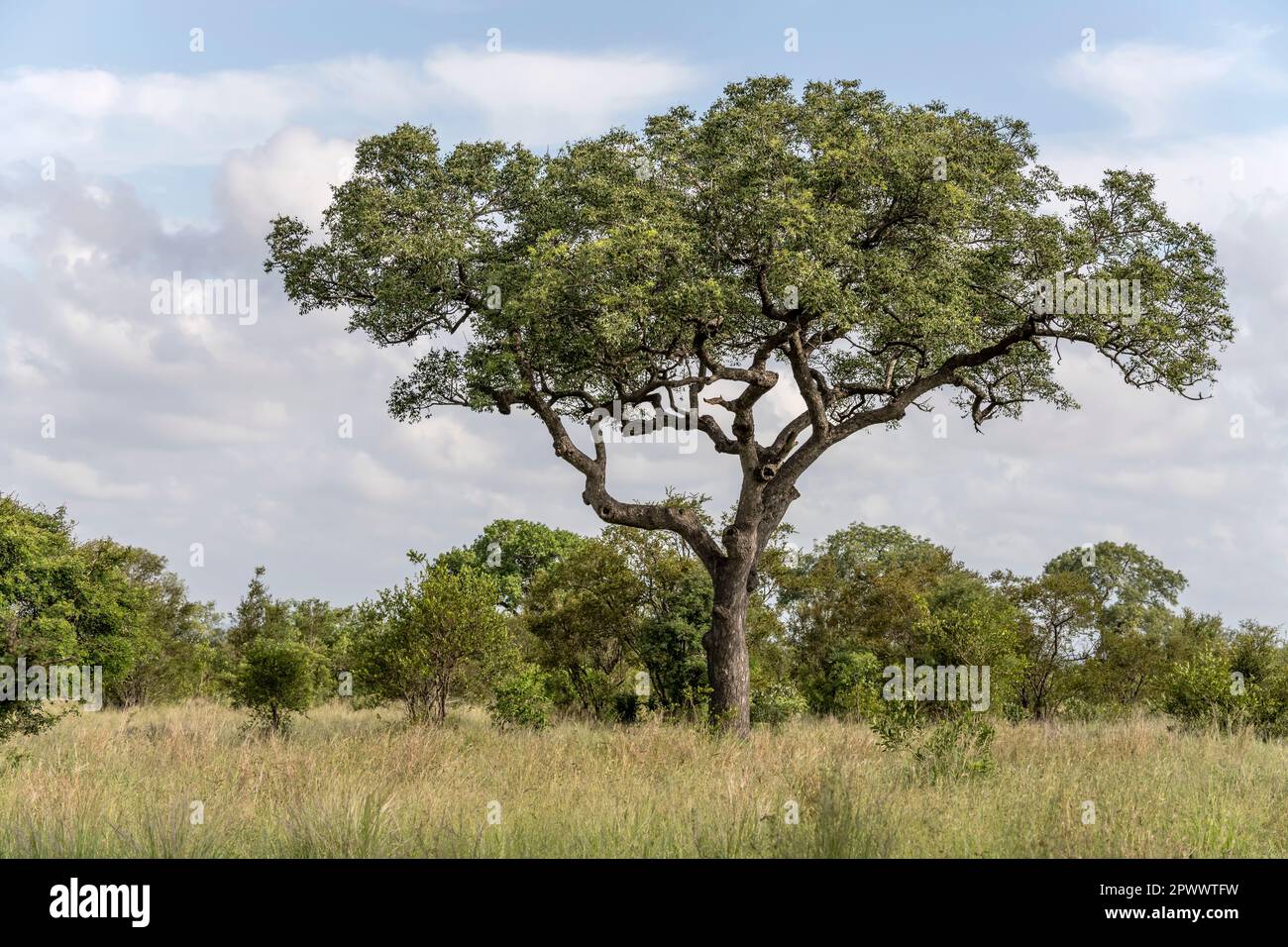landscape with big Acacia tree in green wild countryside, shot in ...