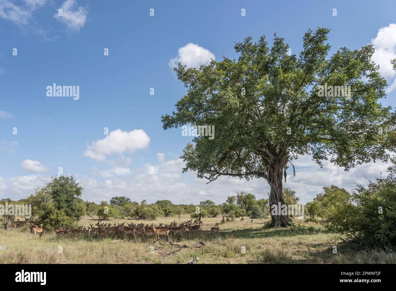 landscape with mpala herd resting in shadow of big Marula tree in green ...