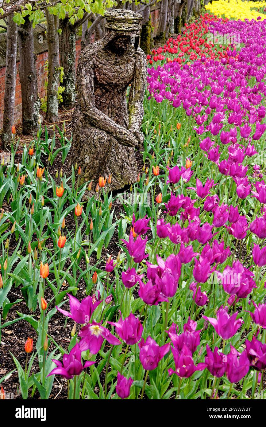 Spectacular display of spring flowering tulips - Colourful tulips in ...