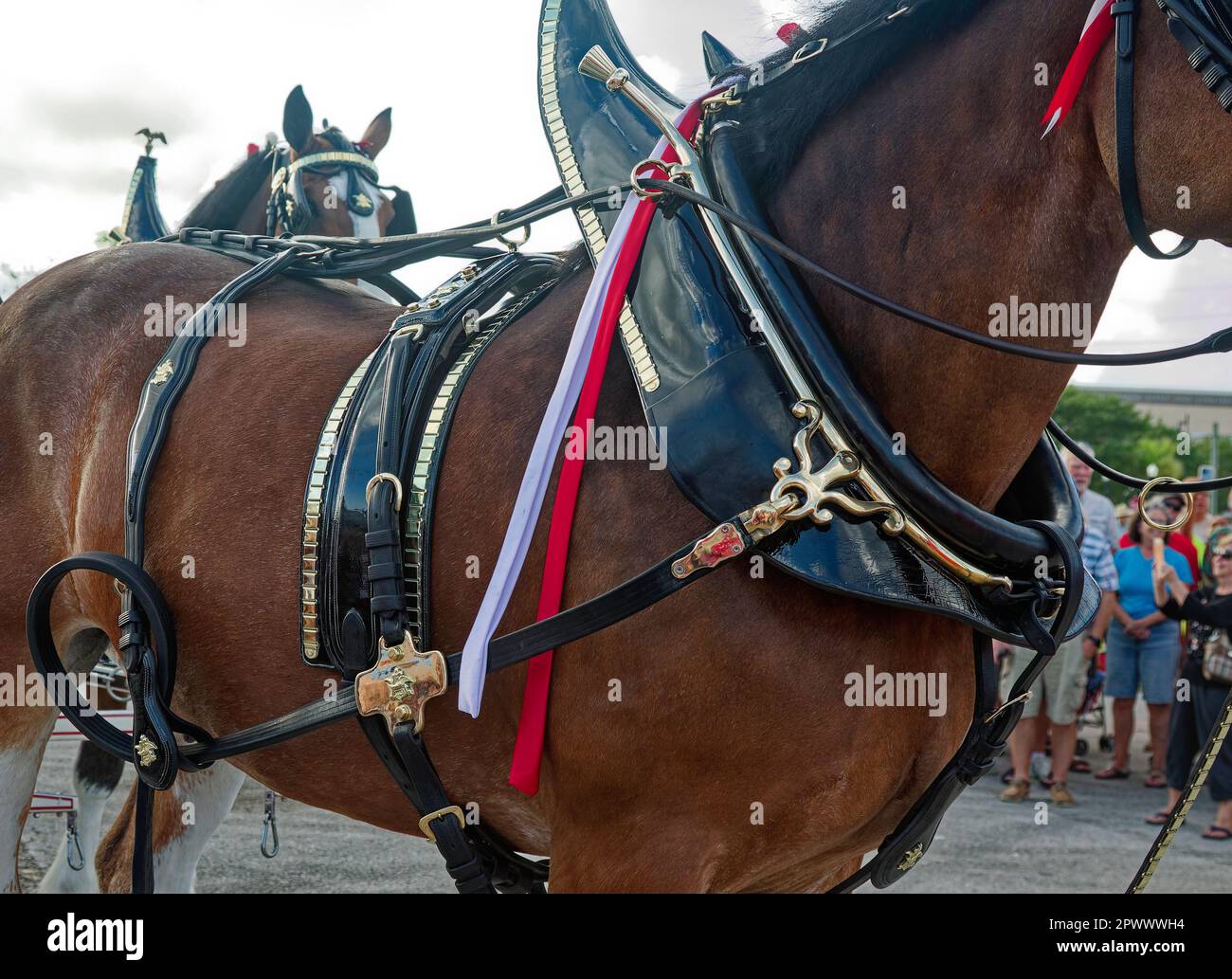 ornate tack, black with gold, ribbons, close-up, Clydesdale, large ...