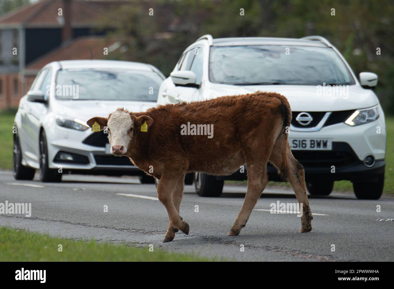 Dorney, Buckinghamshire, UK. 1st May, 2023. Cattle were stopping ...
