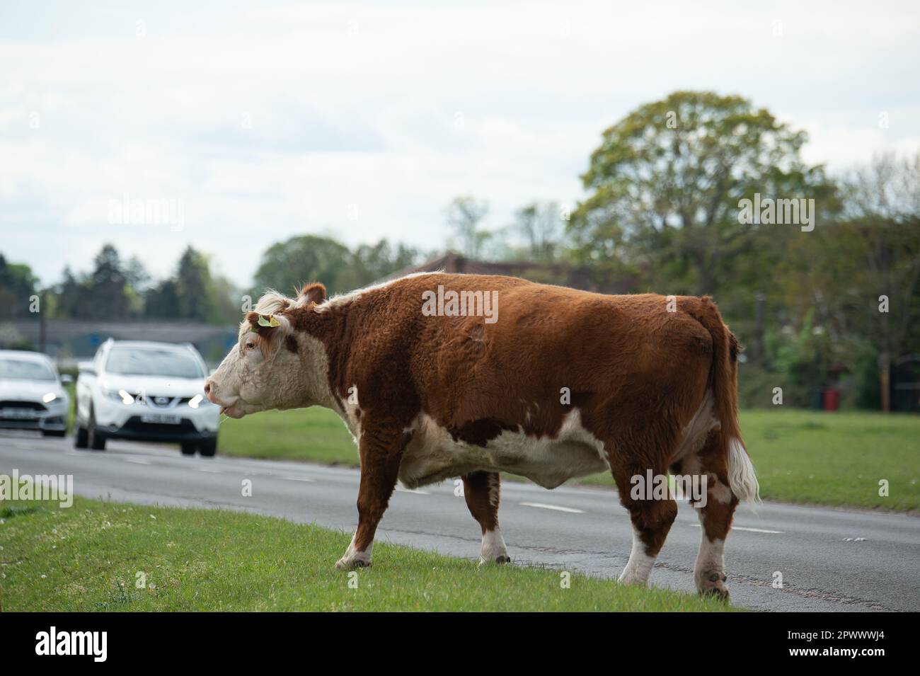 Dorney, Buckinghamshire, UK. 1st May, 2023. Cattle were stopping ...