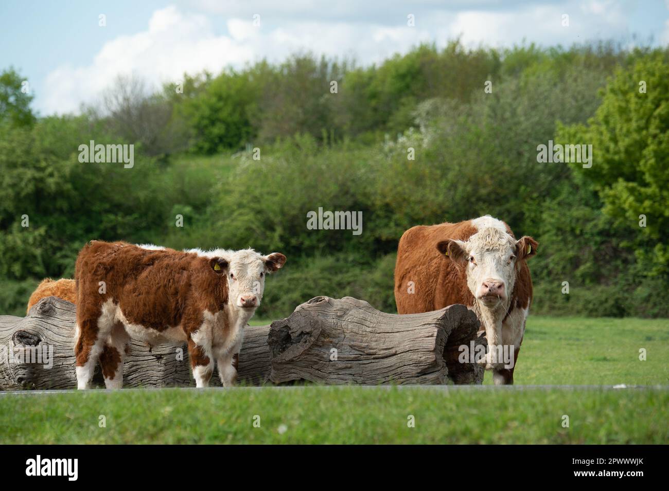 Dorney, Buckinghamshire, UK. 1st May, 2023. A cow enjoying a scratch ...