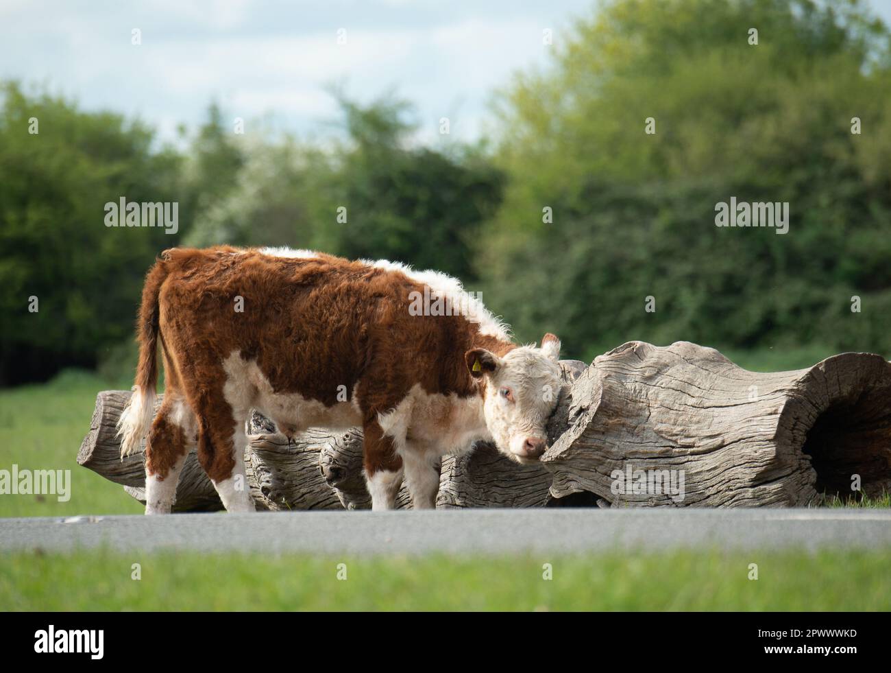 Dorney, Buckinghamshire, UK. 1st May, 2023. A cow enjoying a scratch ...