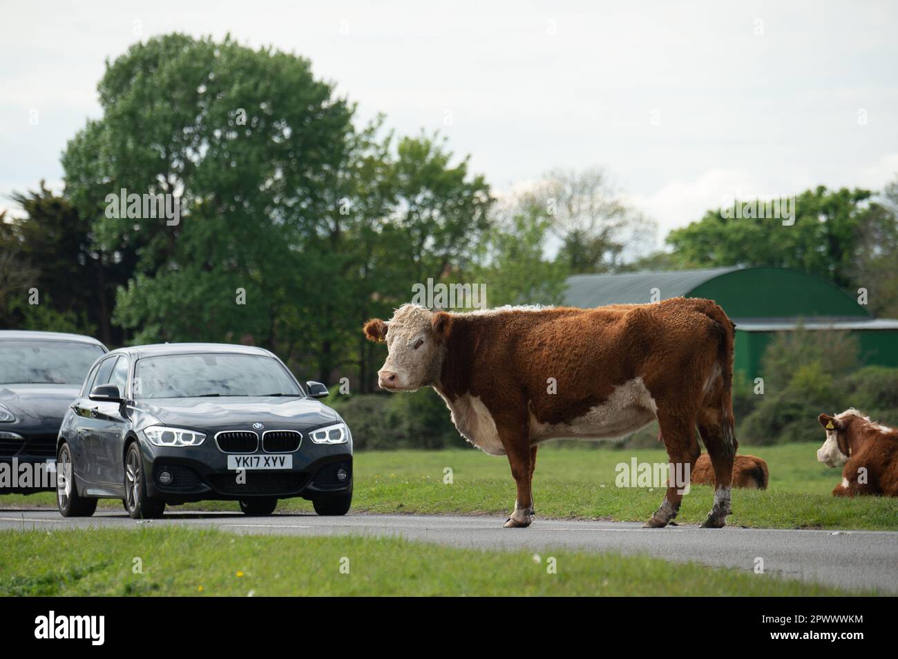 Dorney, Buckinghamshire, UK. 1st May, 2023. Cattle were stopping ...