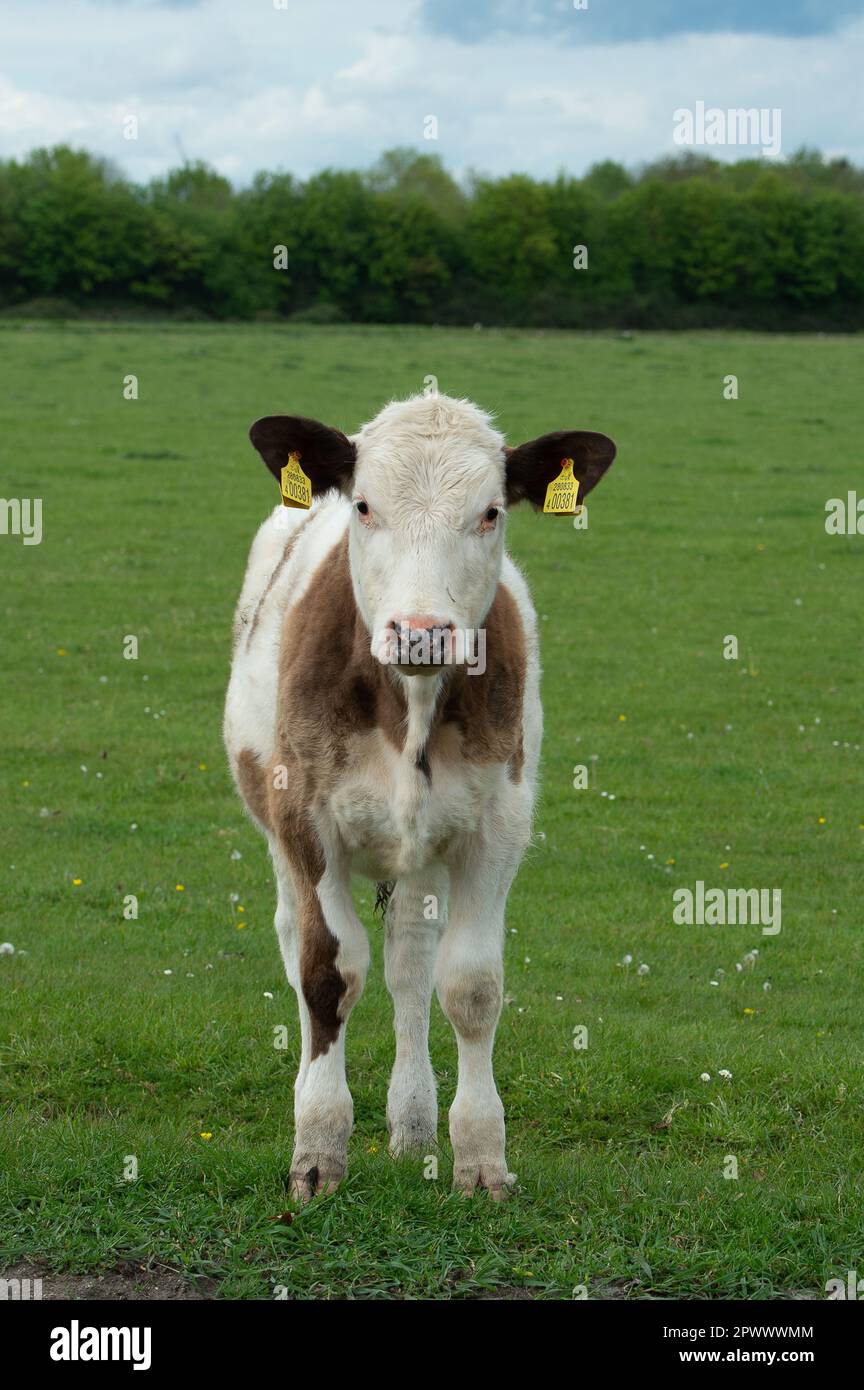 Dorney, Buckinghamshire, UK. 1st May, 2023. Cattle were stopping ...