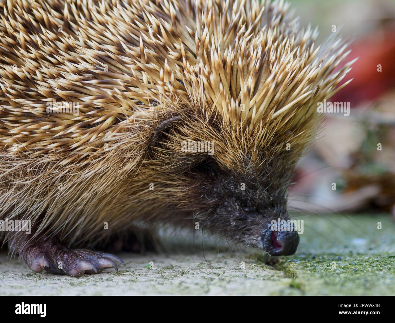 Hedgehog face hi-res stock photography and images - Alamy