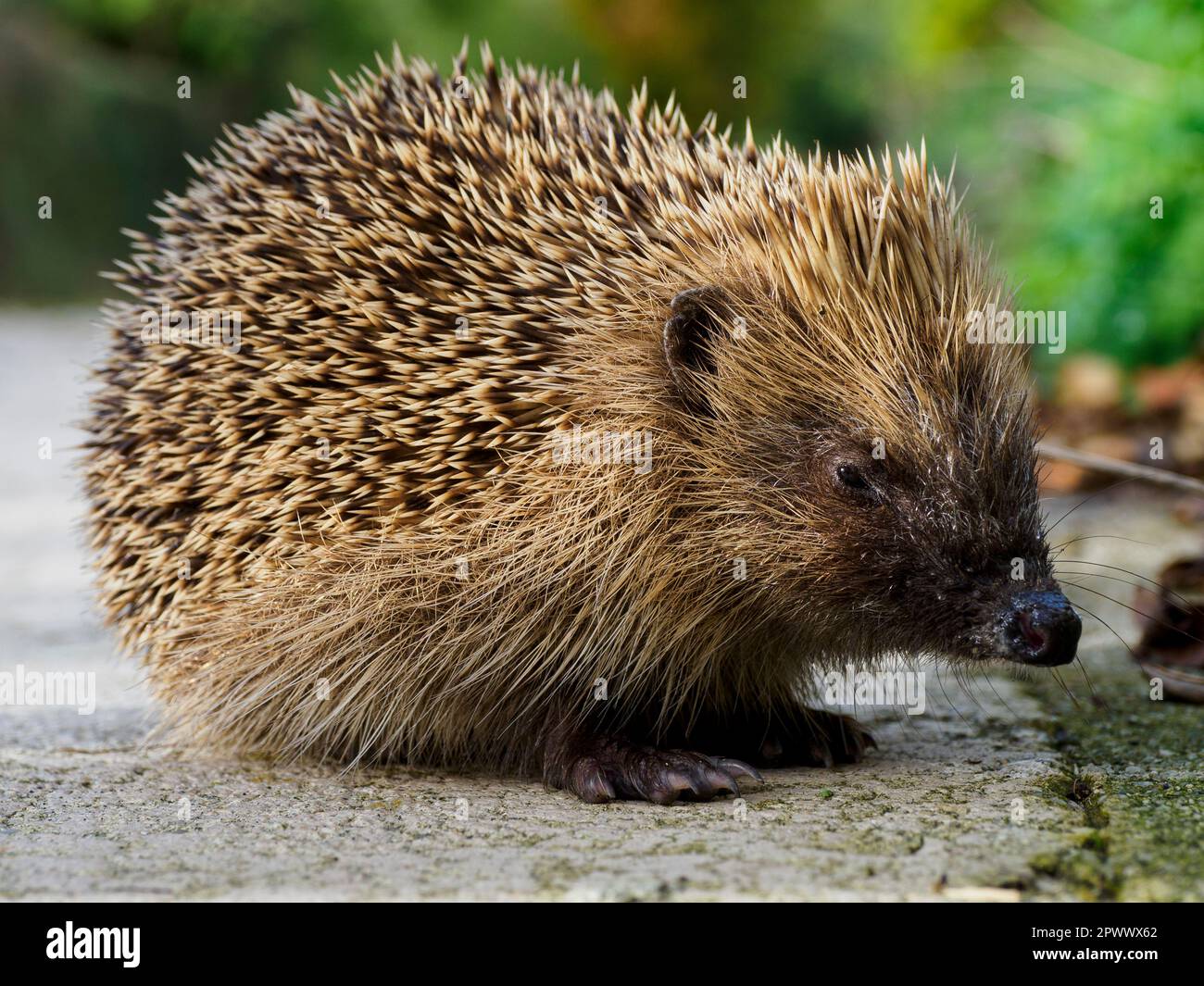 Hedgehog foot hi-res stock photography and images - Alamy