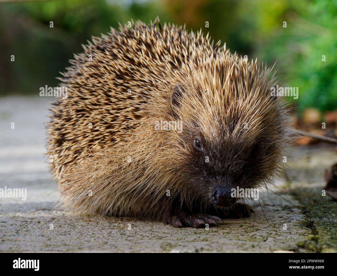 Hedgehog face hi-res stock photography and images - Alamy