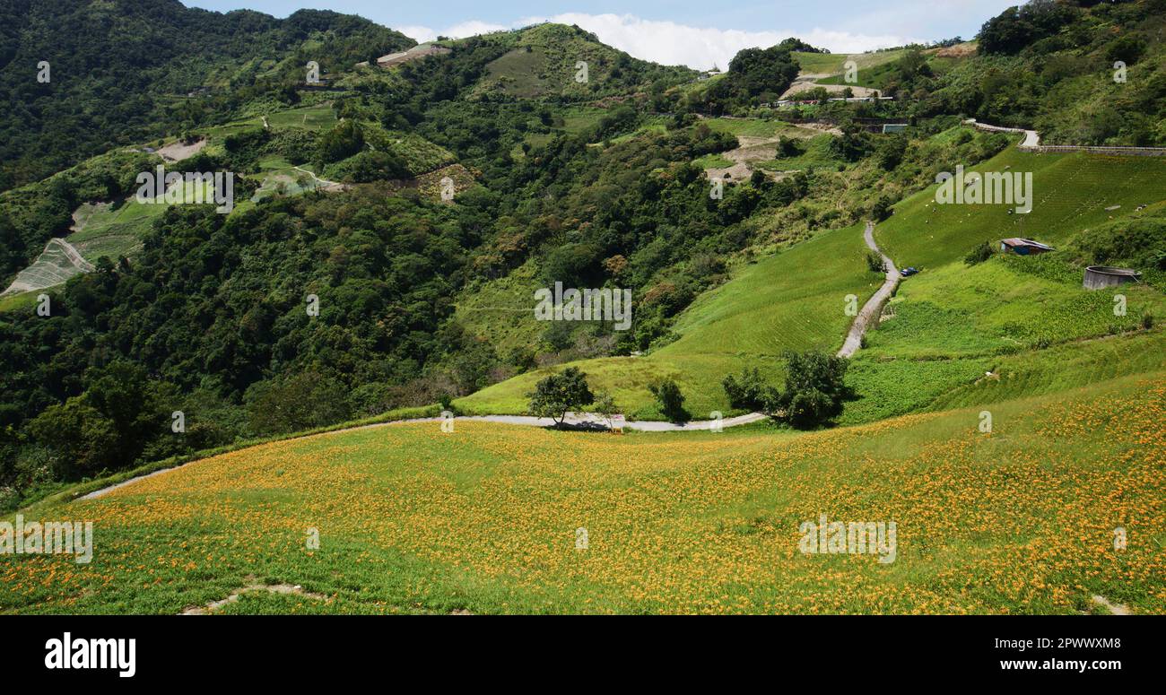 Flower field of beautiful orange daylily in Taimali Kinchen Mountain in ...