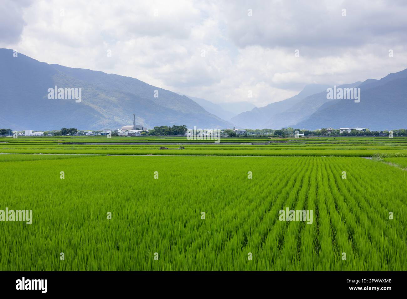 Rice field in taitung taiwan hi-res stock photography and images - Alamy