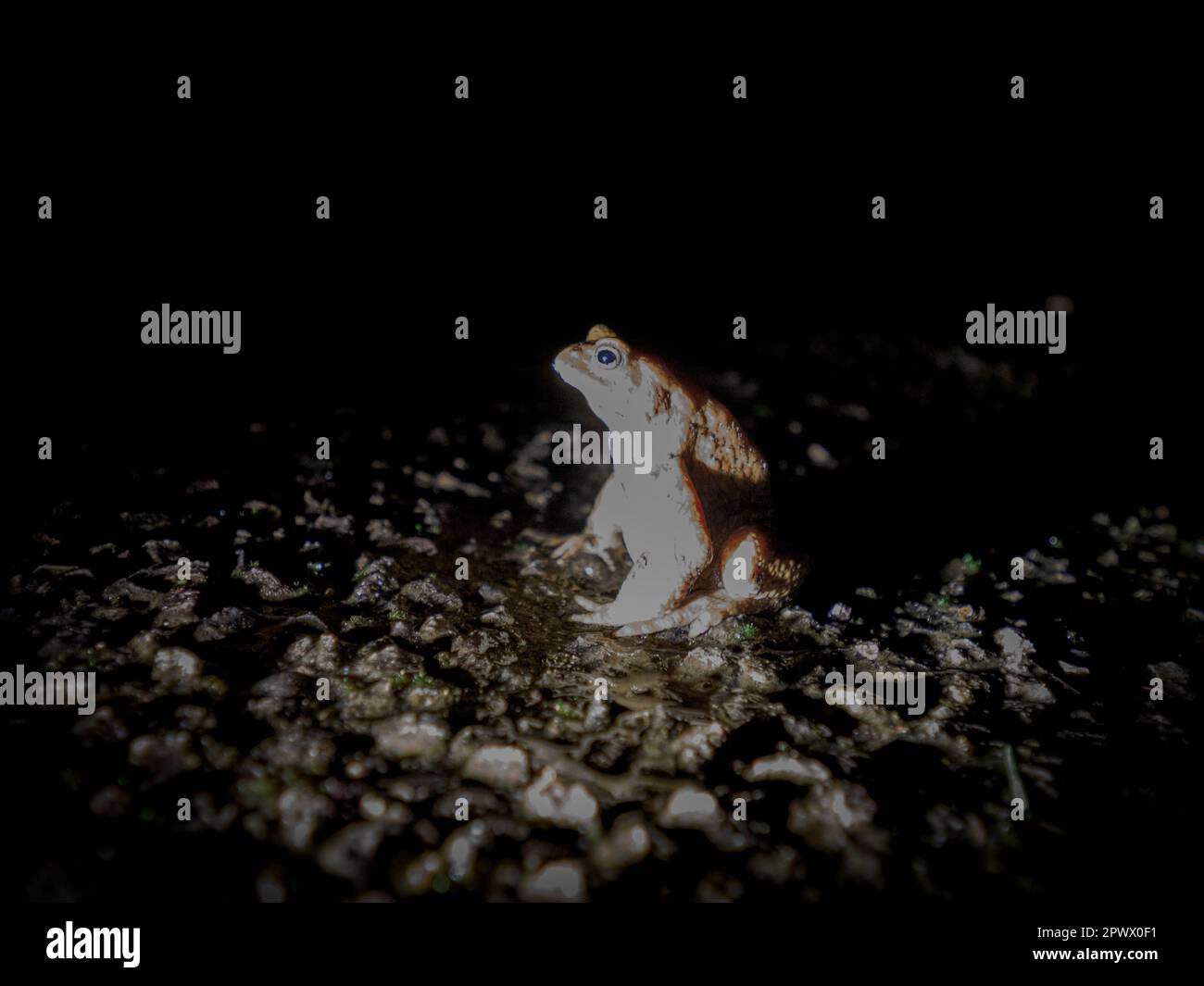 Common frog, Rana temporaria, sat on a road caught in car headlights ...