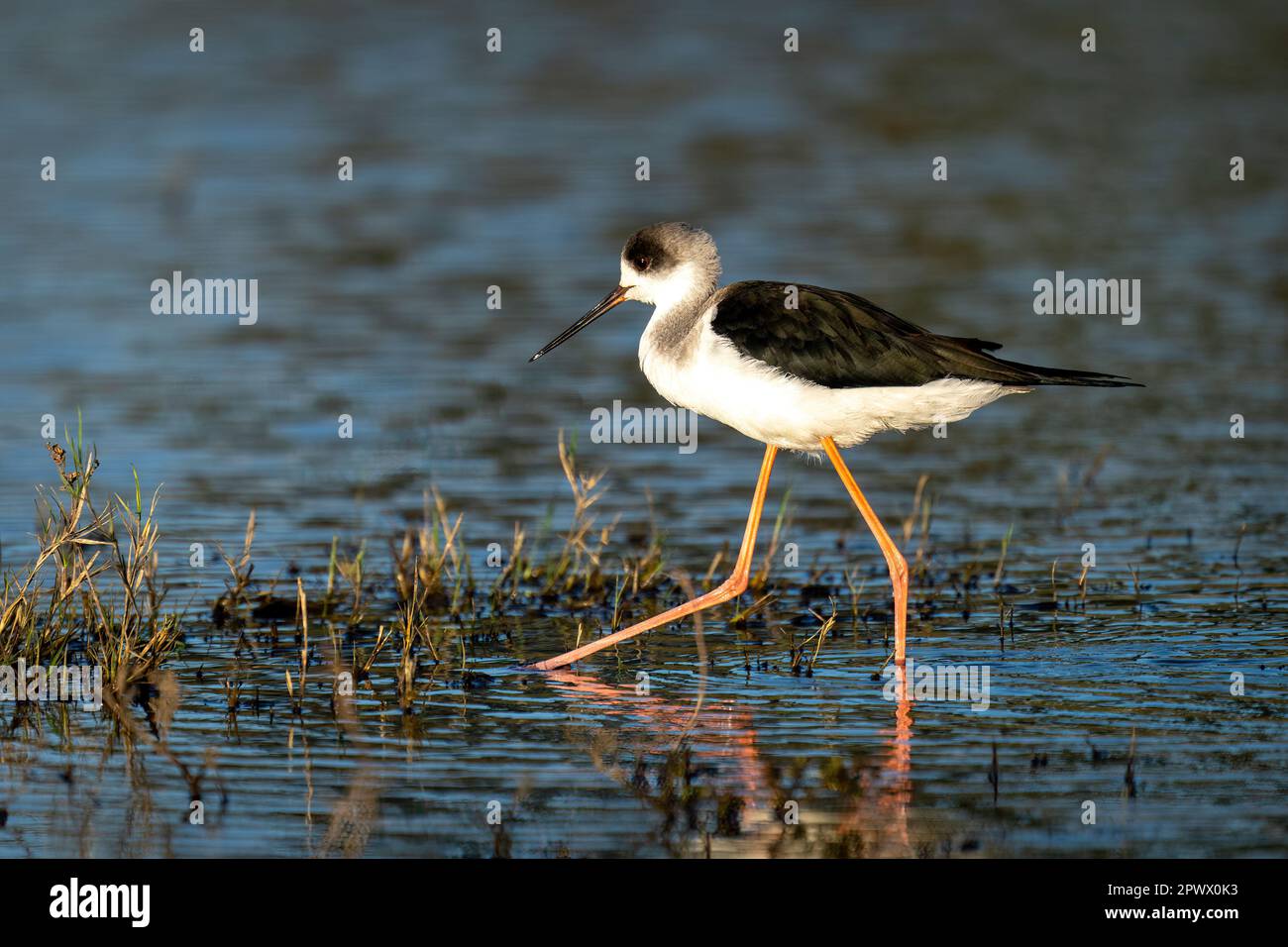 Black-winged stilt wades past grass in shallows Stock Photo - Alamy