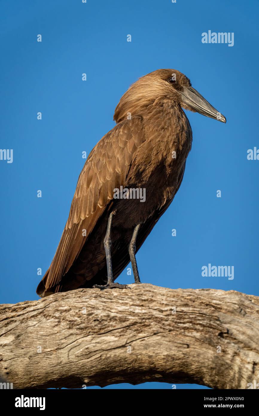 Hamerkop on branch hi-res stock photography and images - Alamy